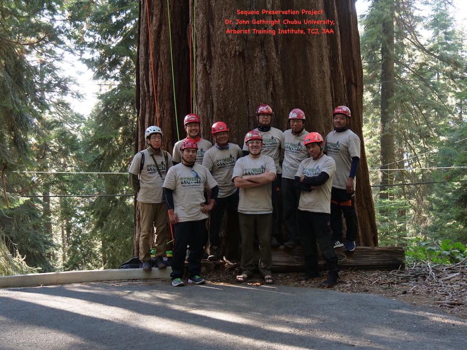 Giant Sequoia Preservation Project | みやび造園株式会社